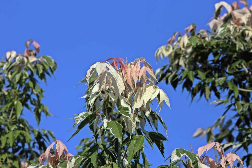 Acer negundo 'Flamingo' - Flamingo Boxelder Maple - Maple - New York ...