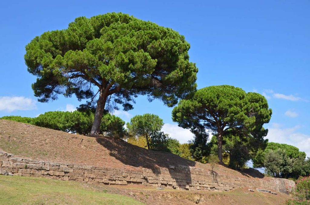 Pinus pinea - Stone Pine - Umbrella Pine - Roman Pine - Pine - New York ...
