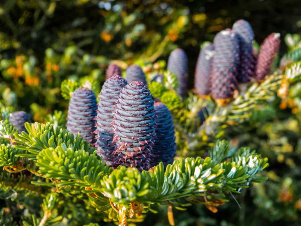 Abies balsamea - Balsam Fir - Dwarf Balsam Fir - New York Plants HQ