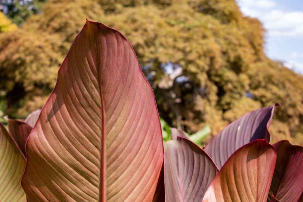 Canna 'Roi Humbert' - Canna 'King Humbert' - Canna 'Red King Humbert ...