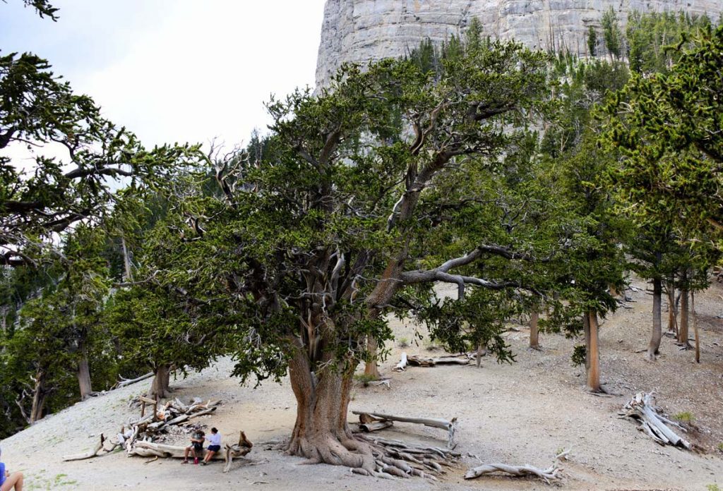 Pinus longaeva - Pinus aristata var. longaeva - Ancient Pine - Great ...