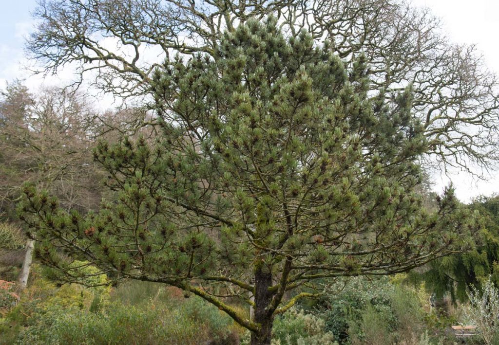 Pinus heldreichii var leucodermis 'Compact Gem' - Pinus leucodermis ...