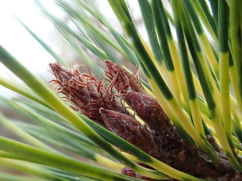 Pinus densiflora 'Oculus Draconis' - Pinus densiflora 'Ja-nome' - Pinus ...
