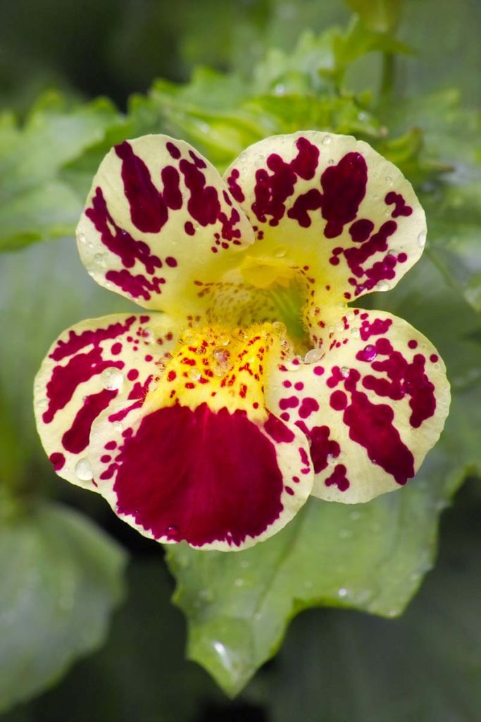 Mimulus x hybridus cultivars - Diplacus - Monkey Flower - Musk - New ...