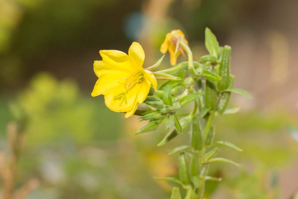 Oenothera biennis - Common Evening Primrose - Evening Primrose ...