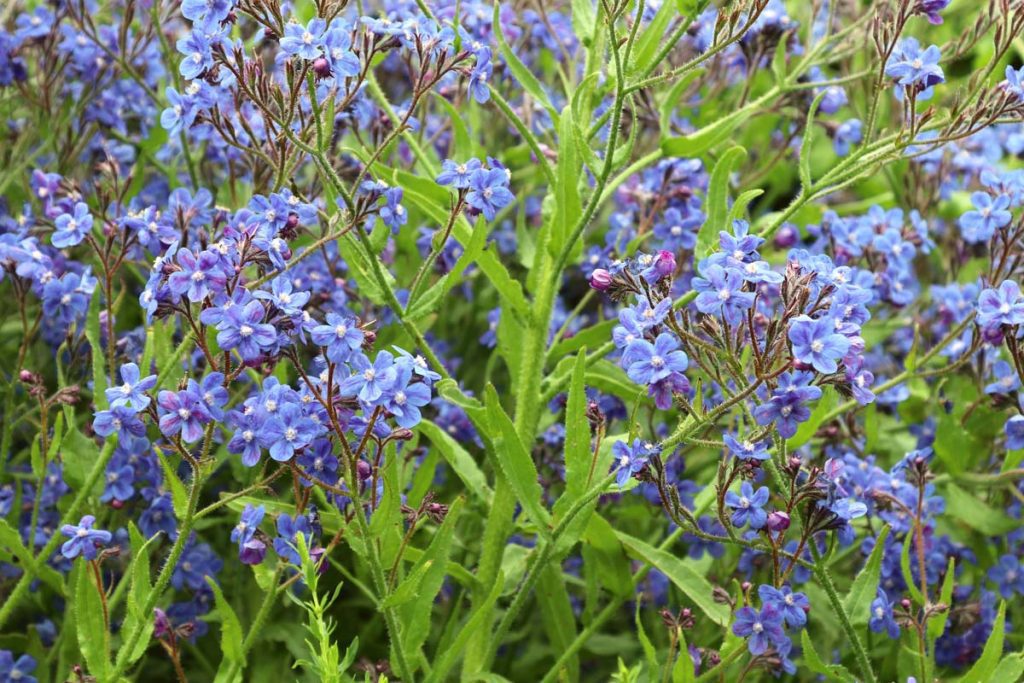 Anchusa capensis 'Blue Angel' - Alkanet - Summer Forget-me-not - New ...