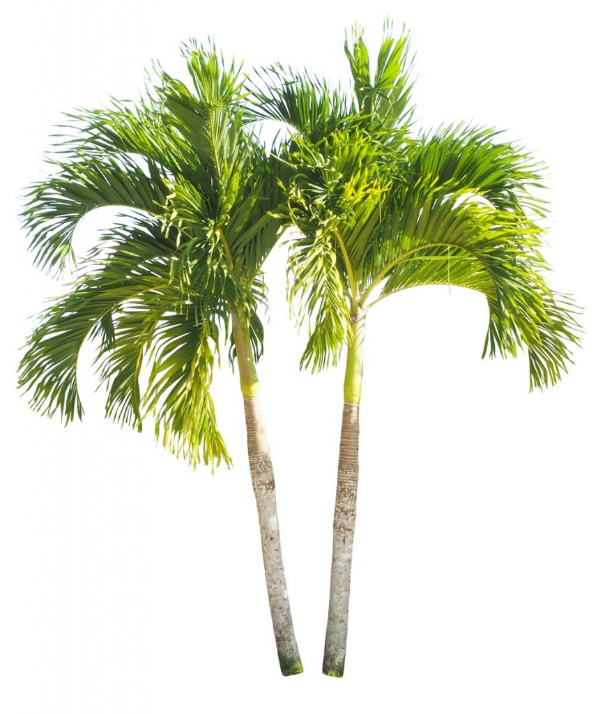 Archontophoenix alexandrae - Ptychosperma alexandrae - Alexander Palm ...