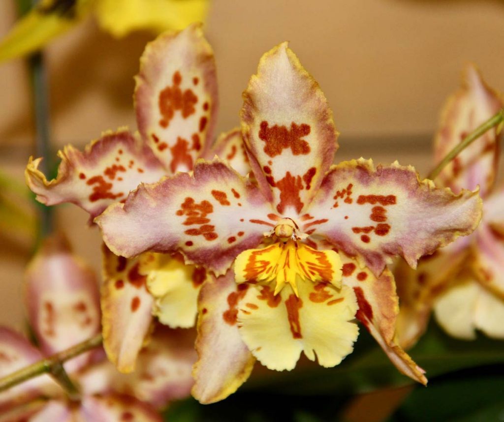 Wilsonara - Orchid - New York Plants HQ