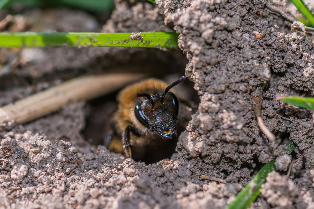 Ground-Nesting Bees - New York Plants HQ