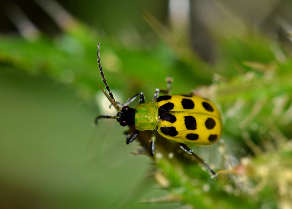 Spotted Cucumber Beetle - Southern Corn Rootworm - Diabrotica - New ...