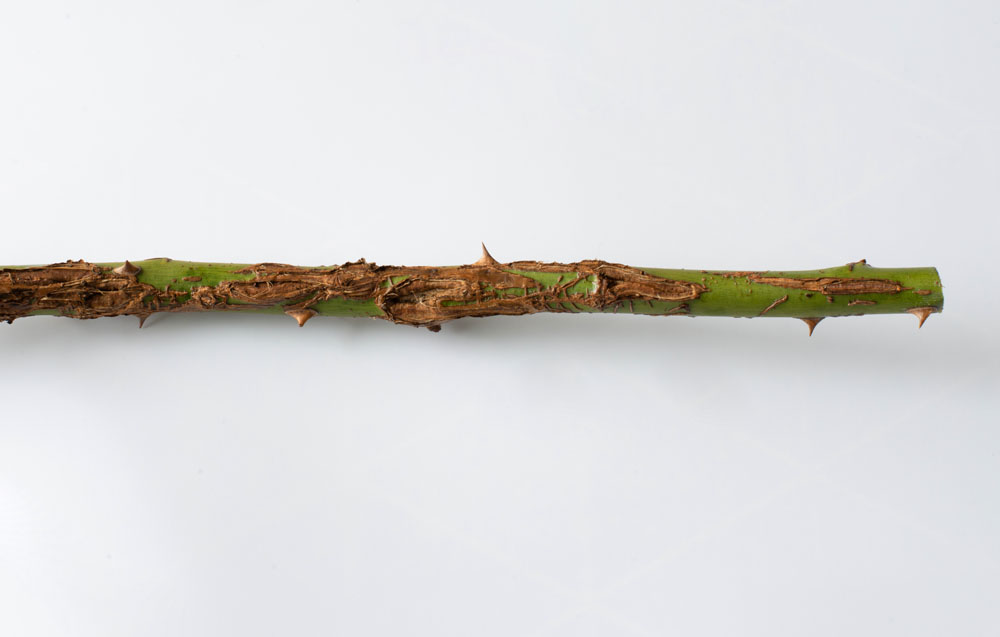 Rose Stem Canker and Dieback - New York Plants HQ