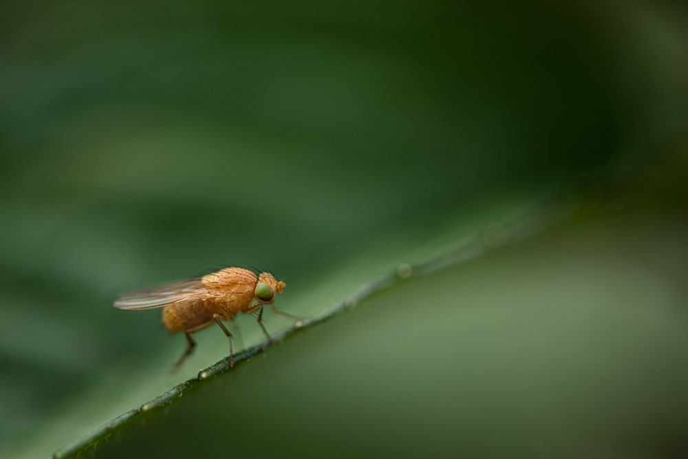 Sunflower Maggot - Strauzia longipennis - New York Plants HQ