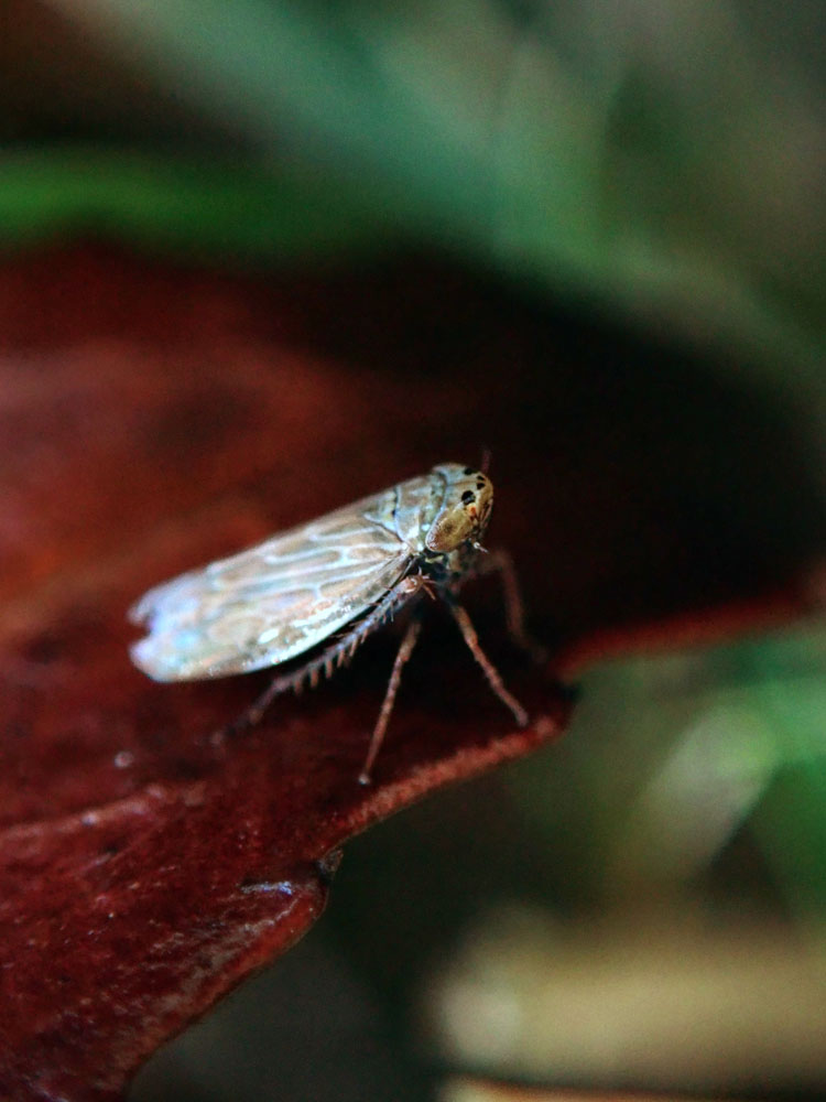 Beet Leafhopper - Eutettix tenellus - New York Plants HQ