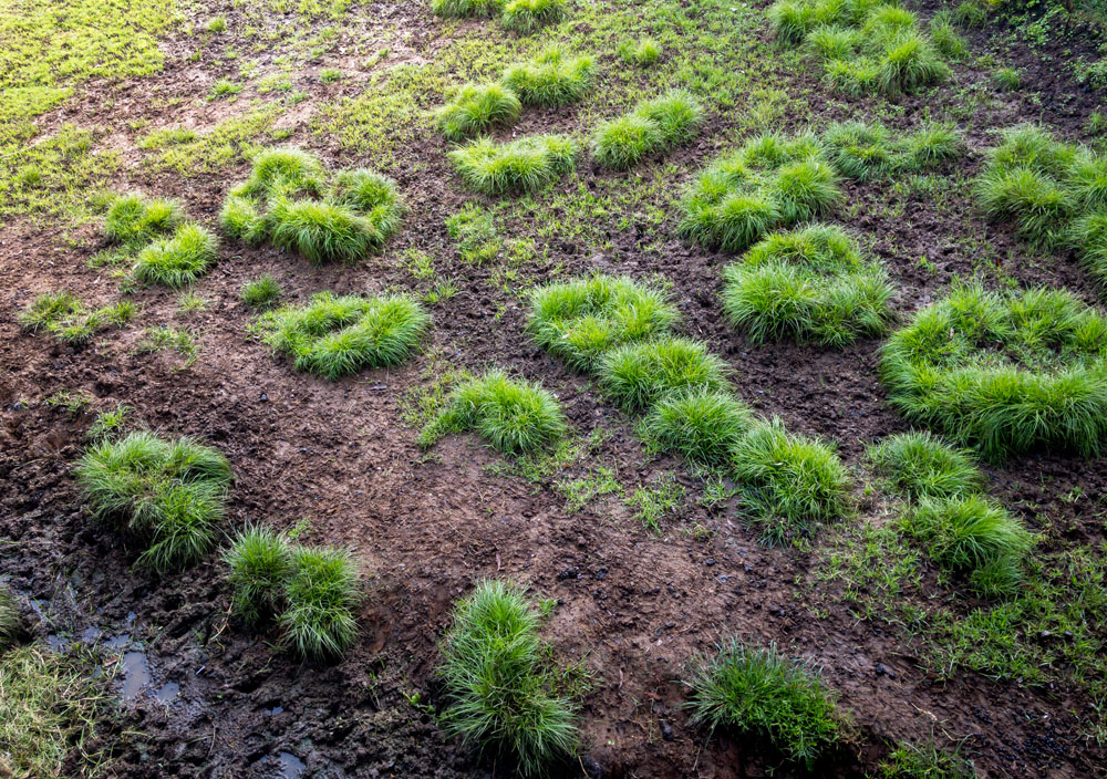 Tall Fescue New York Plants Hq