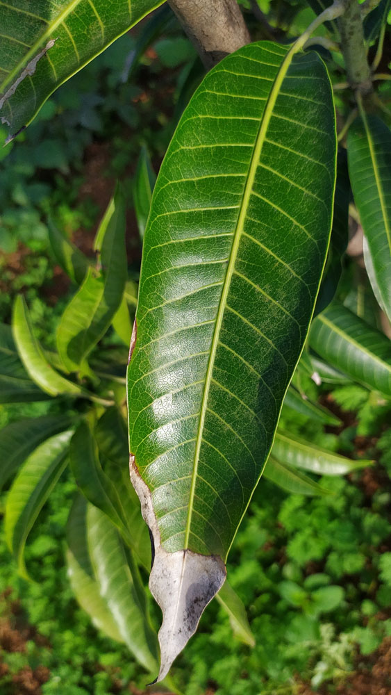 Salt Burn - New York Plants HQ