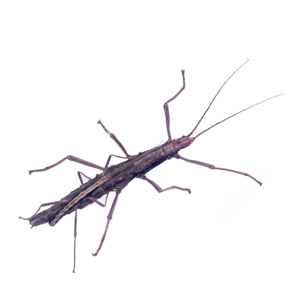 Twostriped Walkingstick - Anisomorpha buprestoides - New York Plants HQ