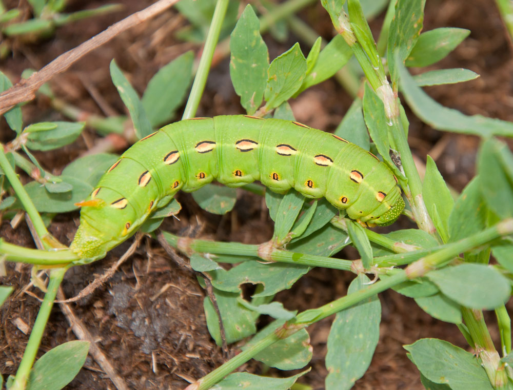 Whitelined Sphinx - Hyles lineata - New York Plants HQ