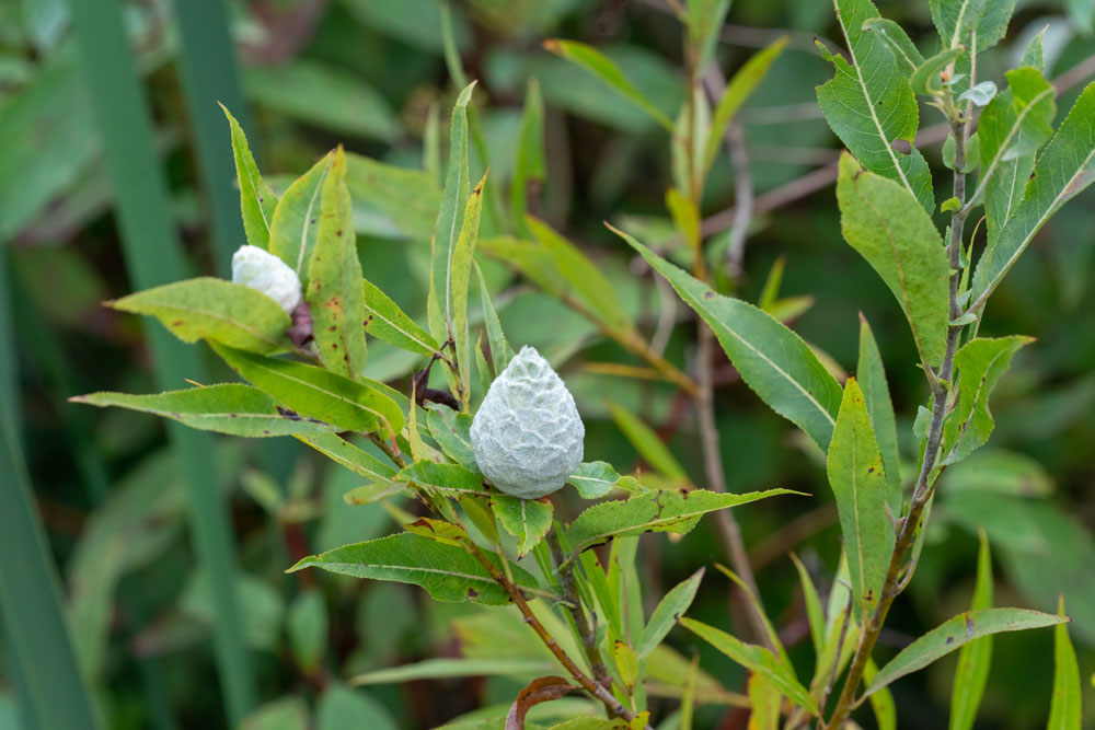 Willow Conegall Midge - Rhabdophaga strobiloides - New York Plants HQ